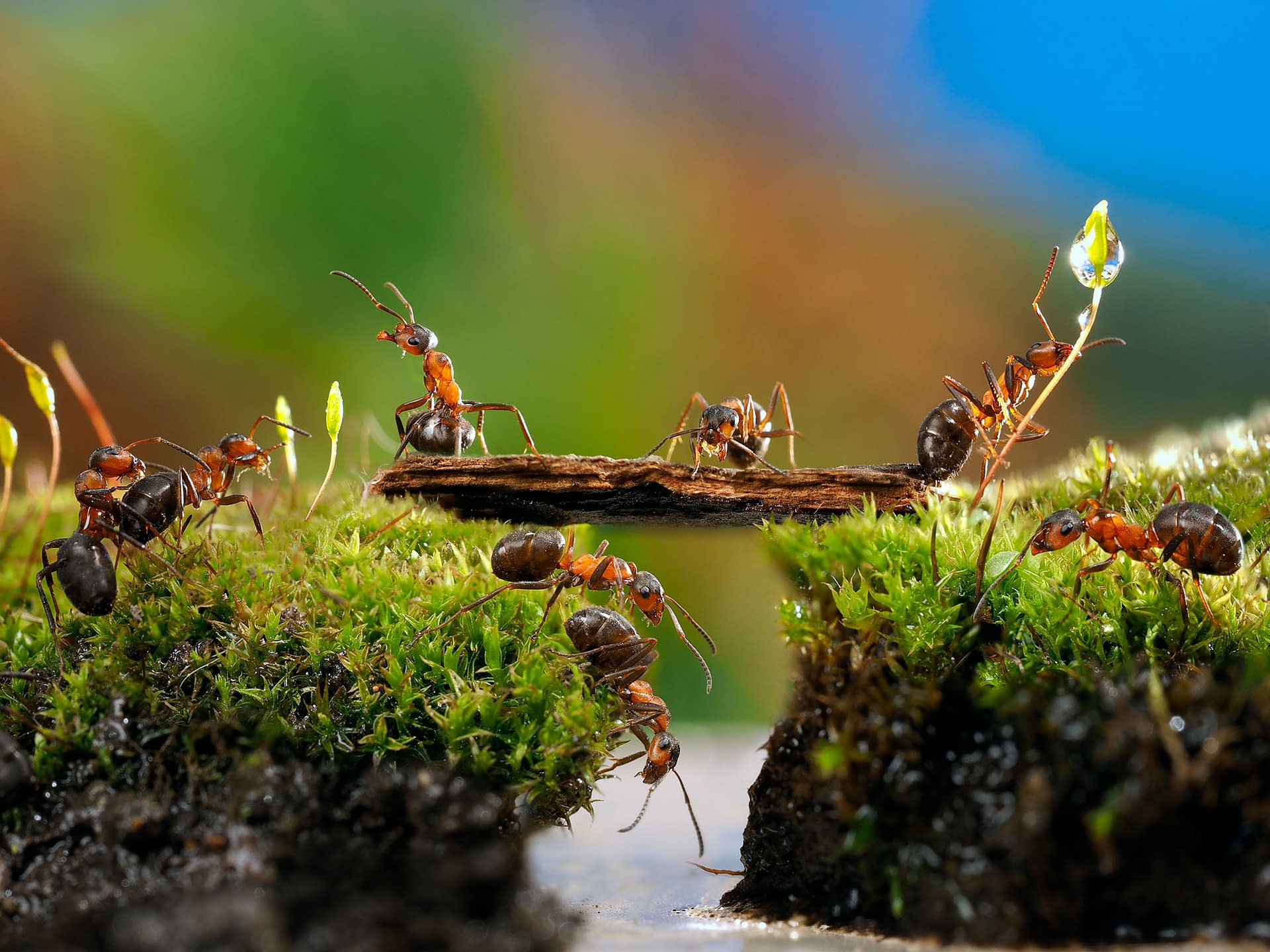 Ants. You might reconsider poisoning them. They can be your friend ...